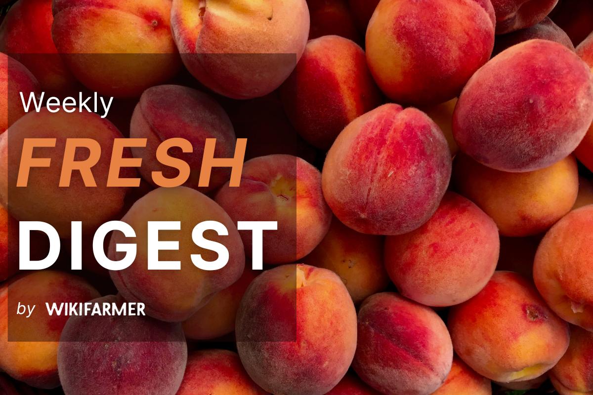 Fresh Market Digest w29/2025 | Wikifarmer